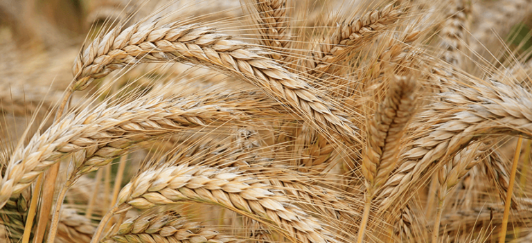 Wheat – Bulk Management